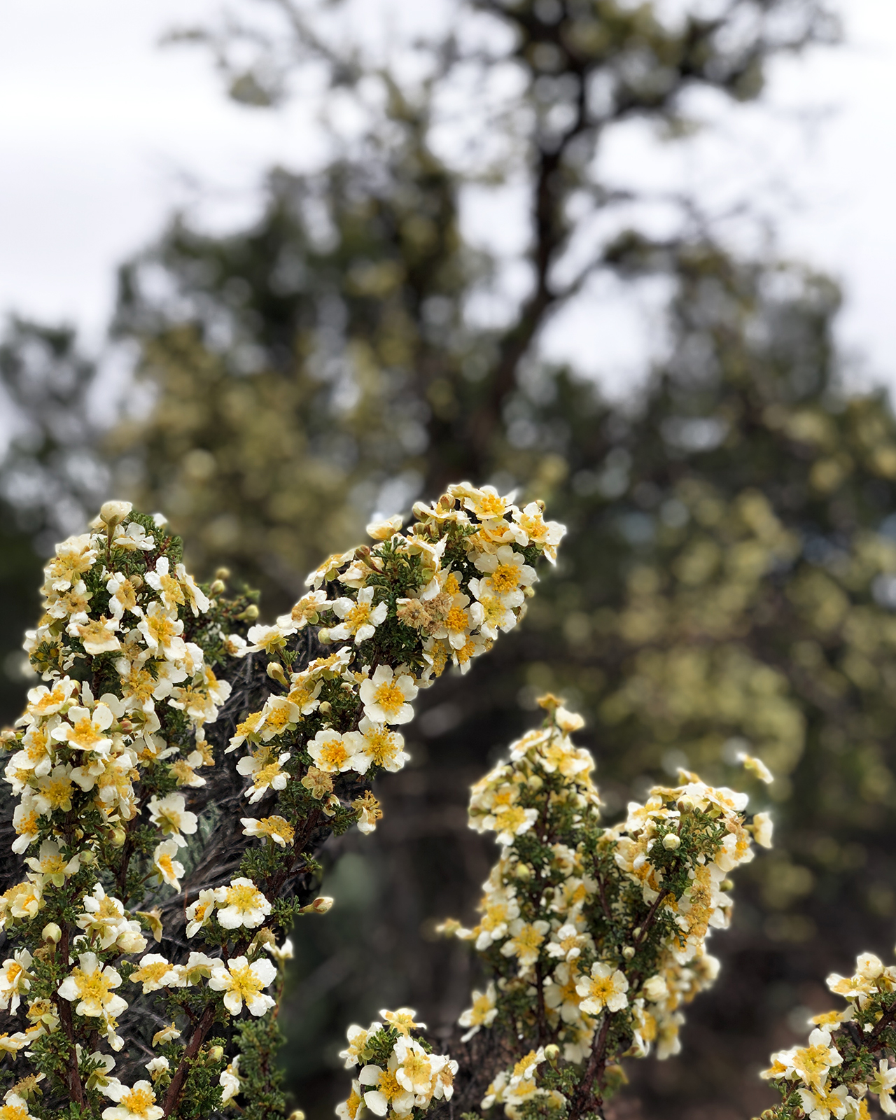 Tuckup Canyon Head Flora and Fauna - Little Package